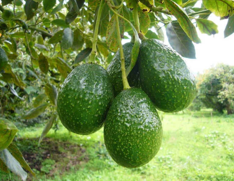 ¿La palta es fruta o verdura? - Opción Rural · Información agropecuaria ...