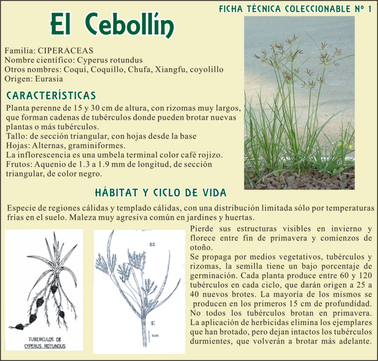 El Cebollín. Ficha Técnica - Opción Rural · Información agropecuaria y ...