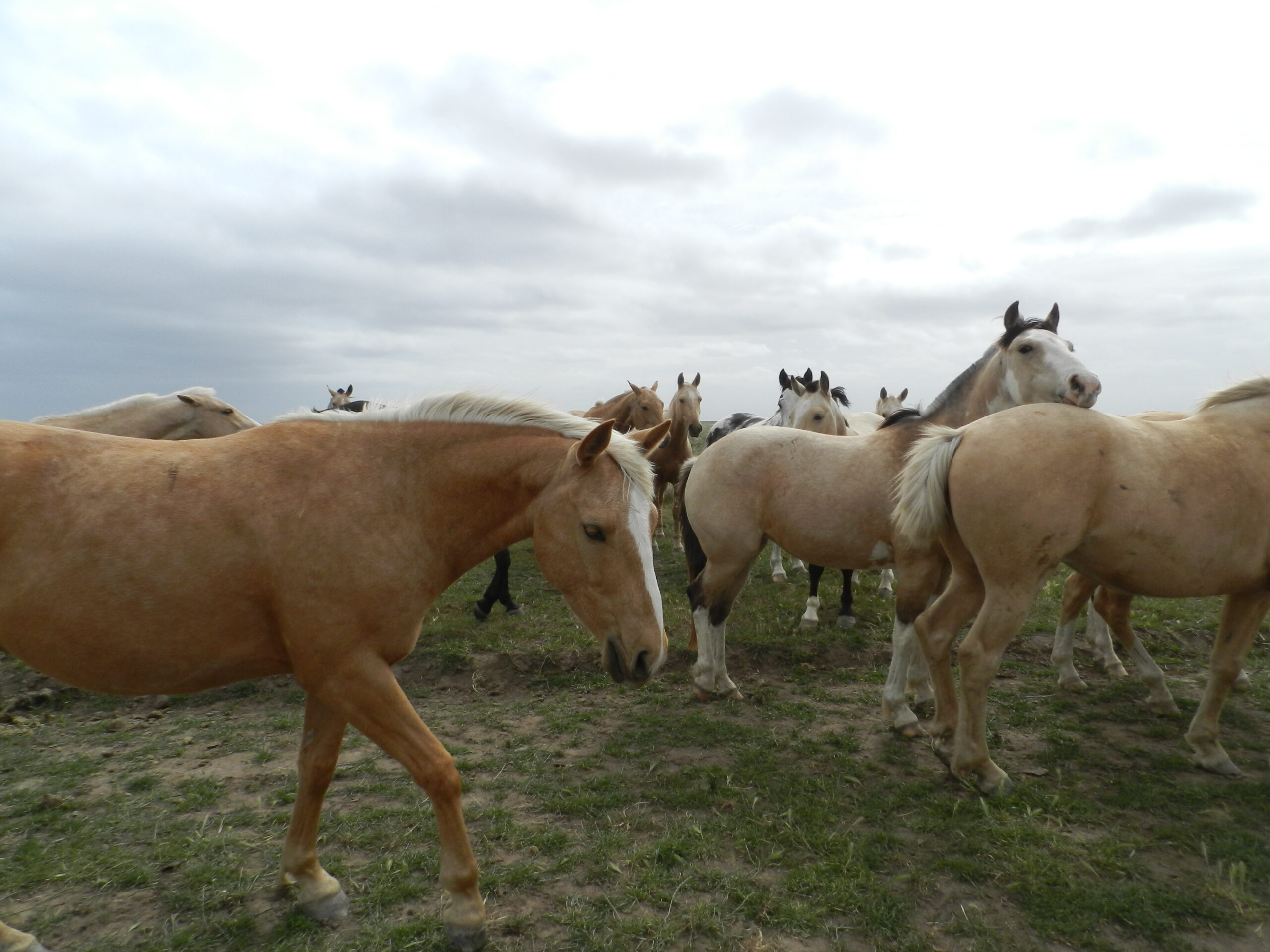 Cada caballo tiene una historia - Opción Rural · Información ...