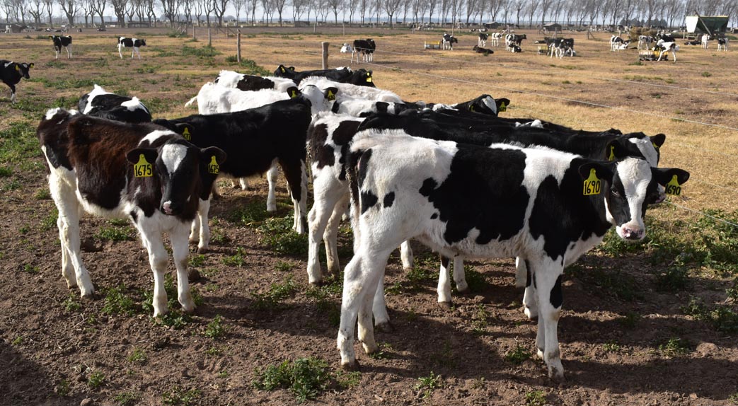 ¿Cómo criar un ternero? - Opción Rural · Información agropecuaria y ...