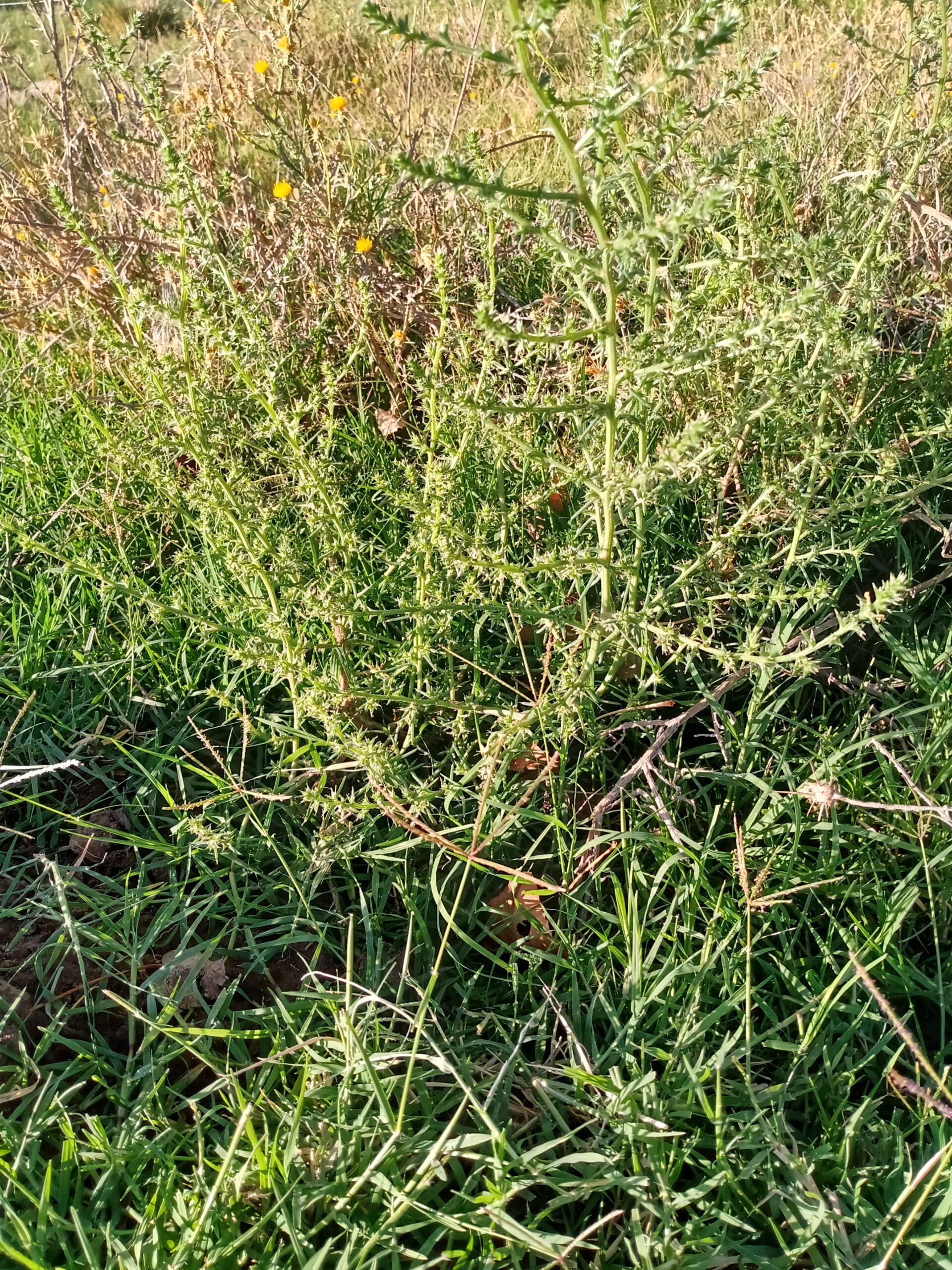 Alerta. El cardo ruso es resistente a glifosato - Opción Rural ...