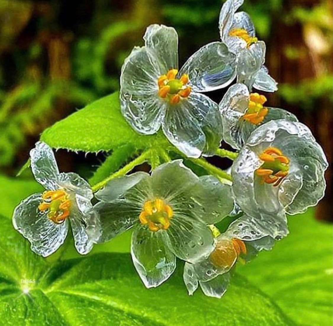 ¿Sabías que existe una flor que se hace transparente con la lluvia ...