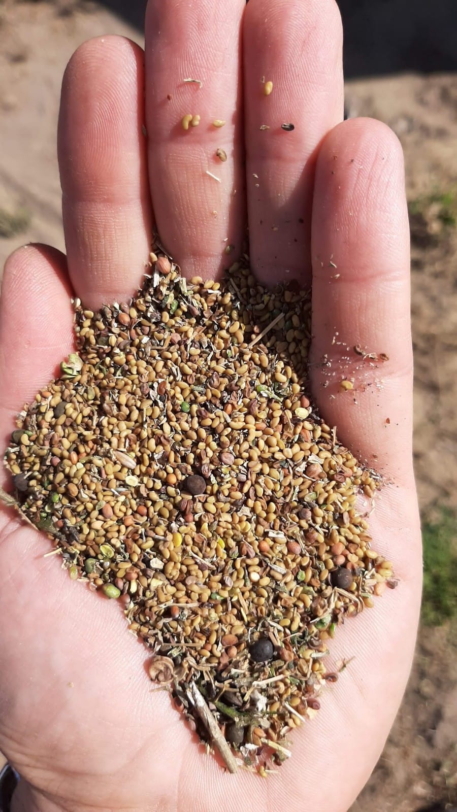 Por una mejora de la calidad de semilla de alfalfa del valle bonaerense ...