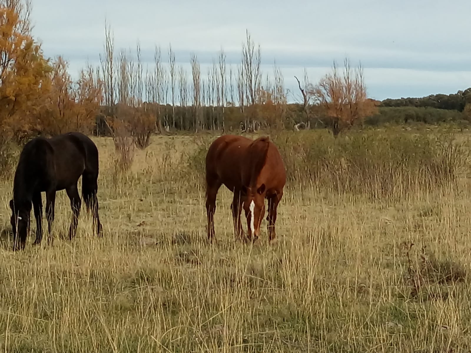 ¿Sabes que síntomas presenta un caballo cuando está enfermo? - Opción ...