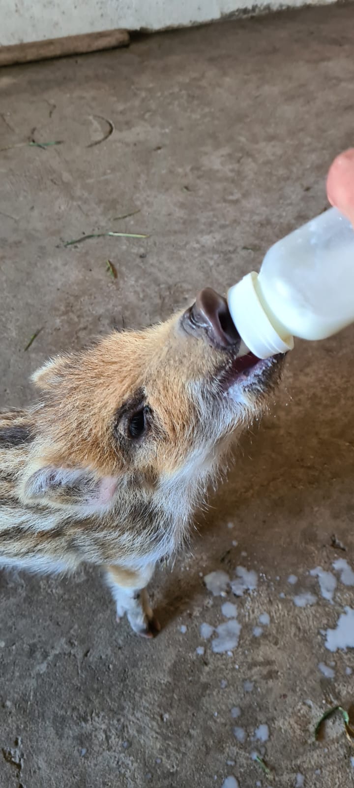 La historia de Chanchi, una jabalí criada a mamadera en Buratovich que ...