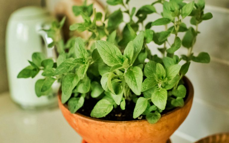 ¿Cómo reproducir una vital planta de orégano en maceta? - Opción Rural ...
