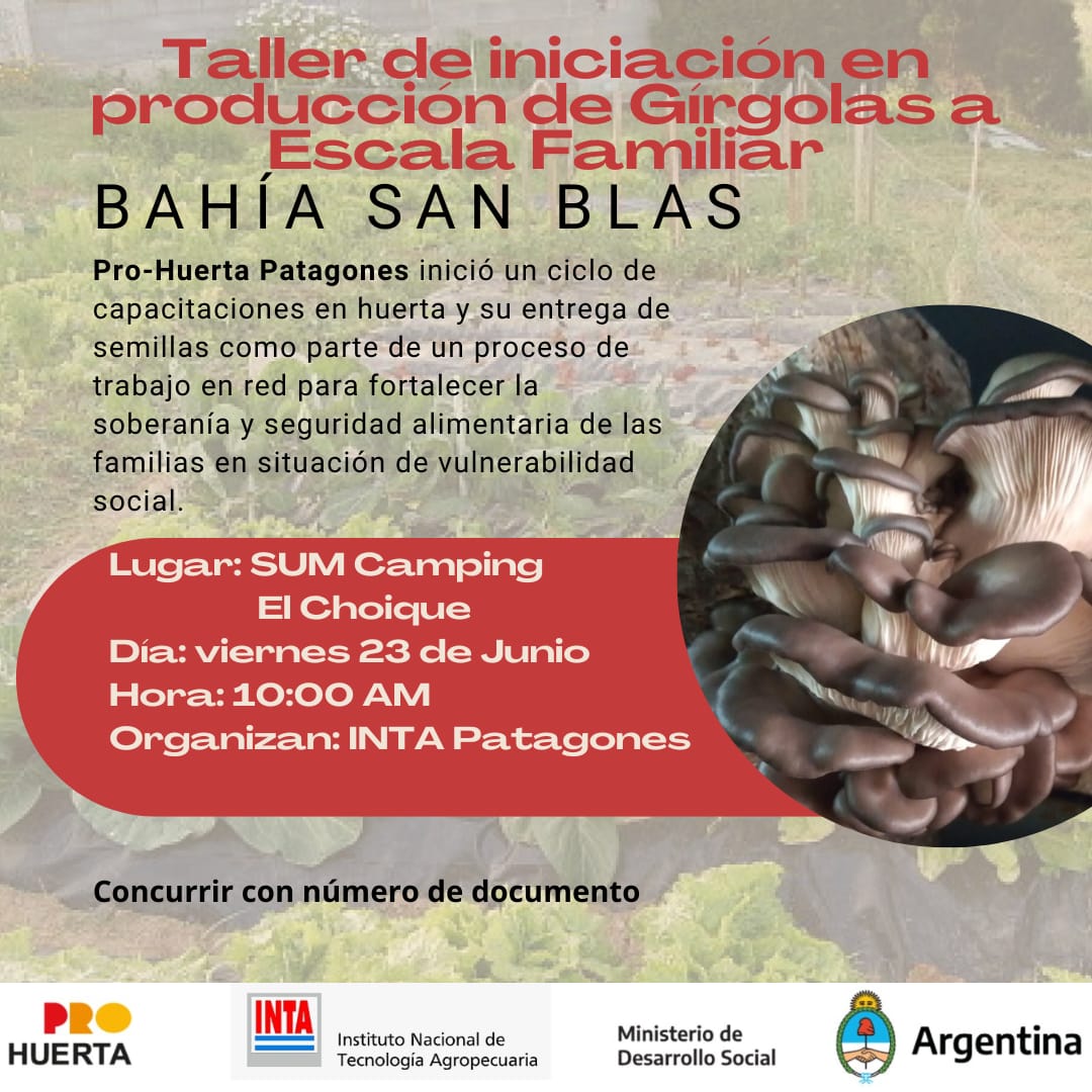 Taller de producción de Girgolas en Bahía San Blas - Opción Rural ...