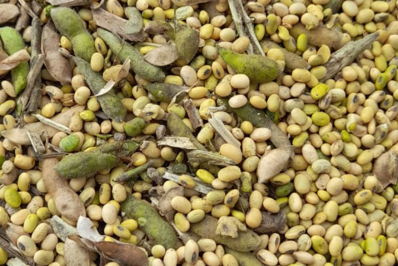 Pautas para el manejo de granos de soja - Opción Rural · Información ...