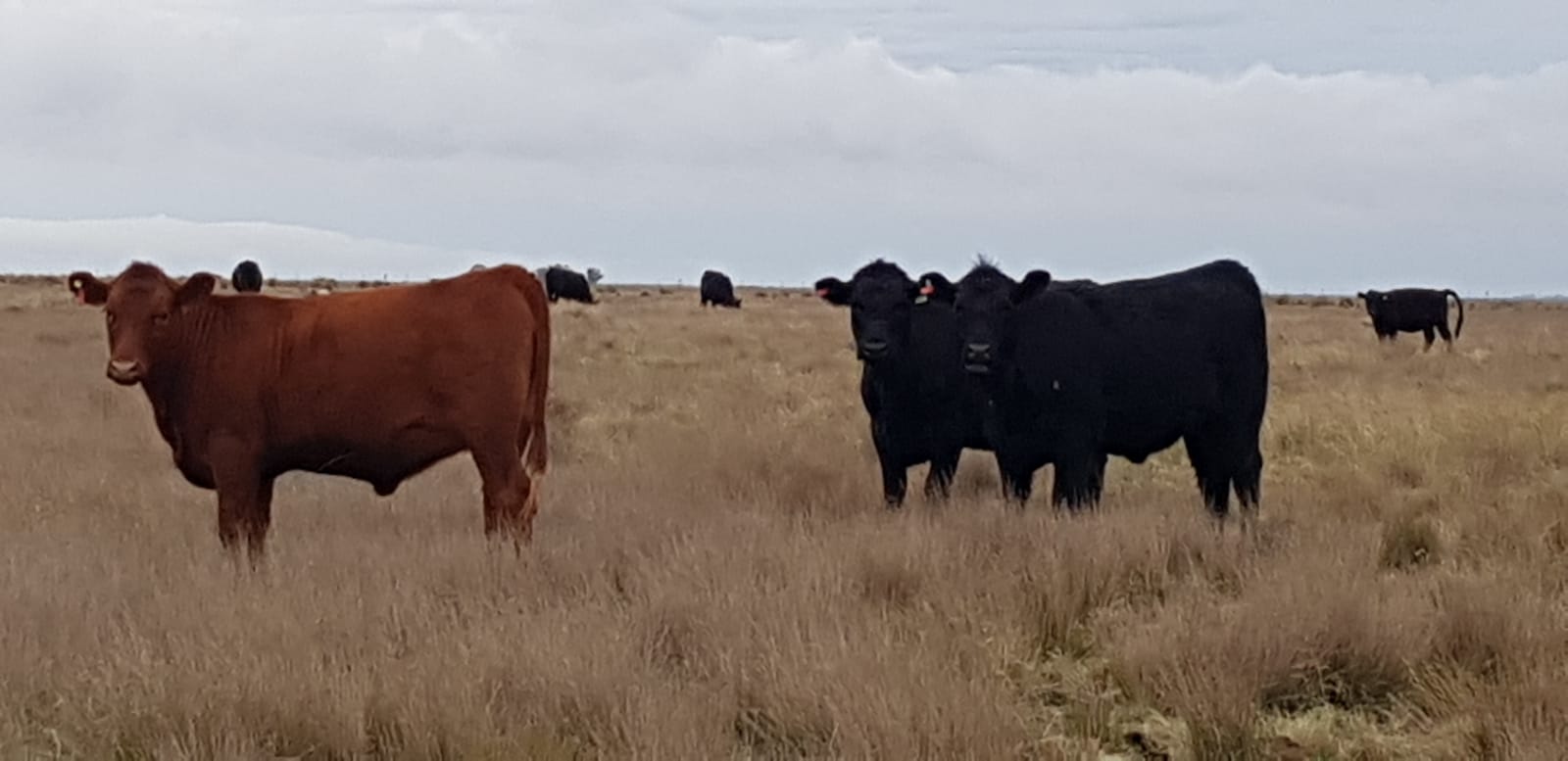 Por el impulso del feriado, el novillo logró el precio real más alto en ...