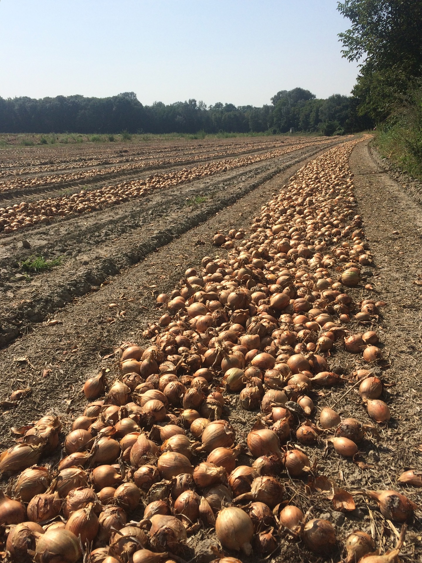 Cebolla - Opción Rural · Información agropecuaria y turística.