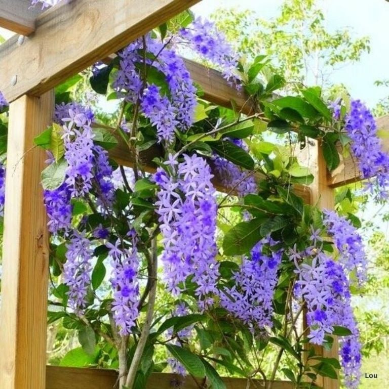 5 plantas trepadoras poco conocidas, que lucen flores hermosas ...