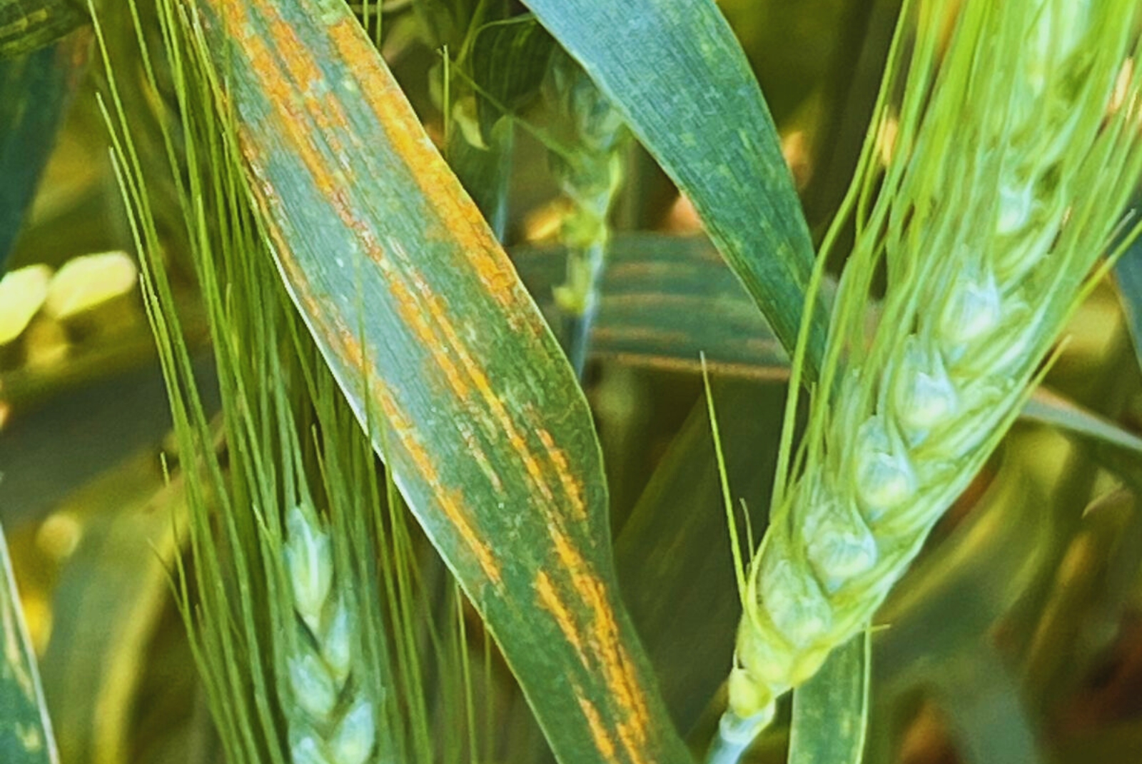 Actualización racial de las royas de trigo en Argentina y perfil ...