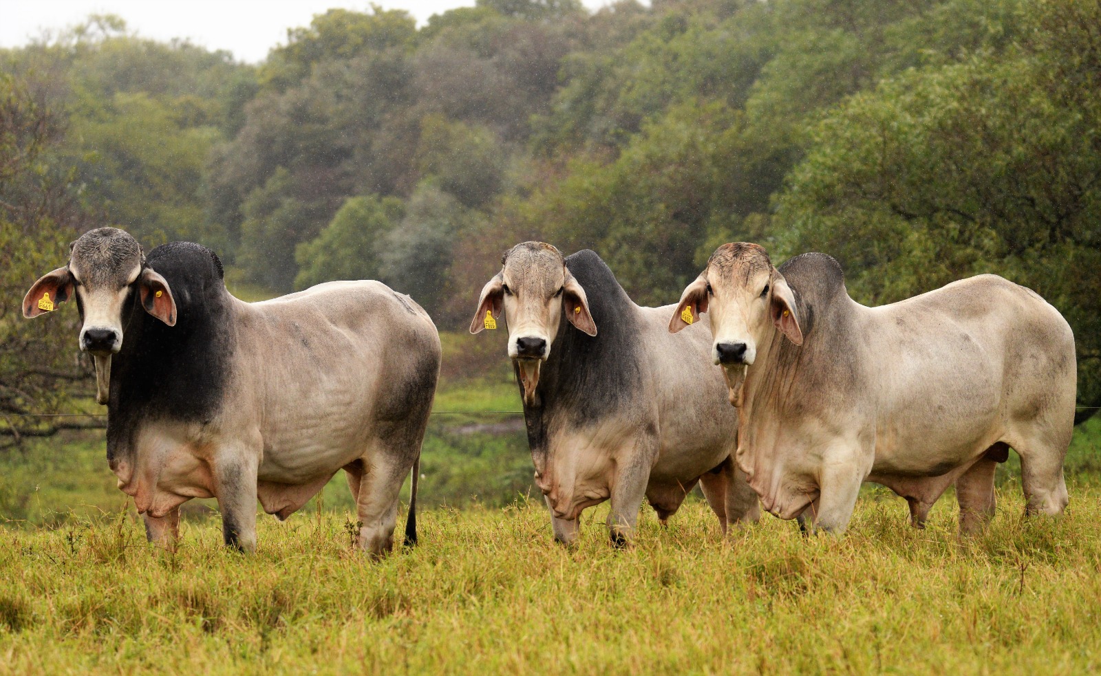 El Brahman argentino: pasado, presente y futuro de la ganadería del ...
