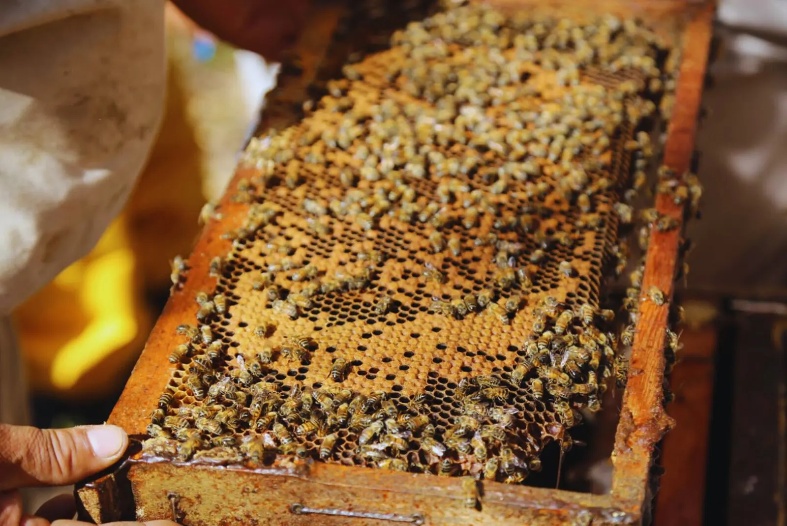 Cómo preparar las colmenas para el receso productivo - Opción Rural ...